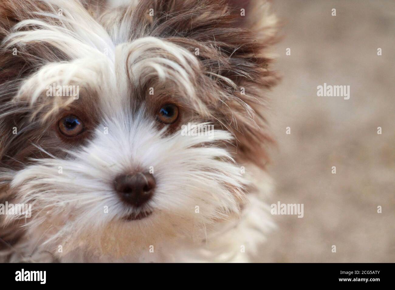Little rare white and brown Yorkie purebred puppy enjoying the day ...