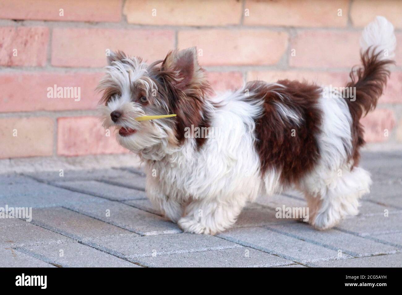 Little rare white and brown Yorkie purebred puppy enjoying the day ...