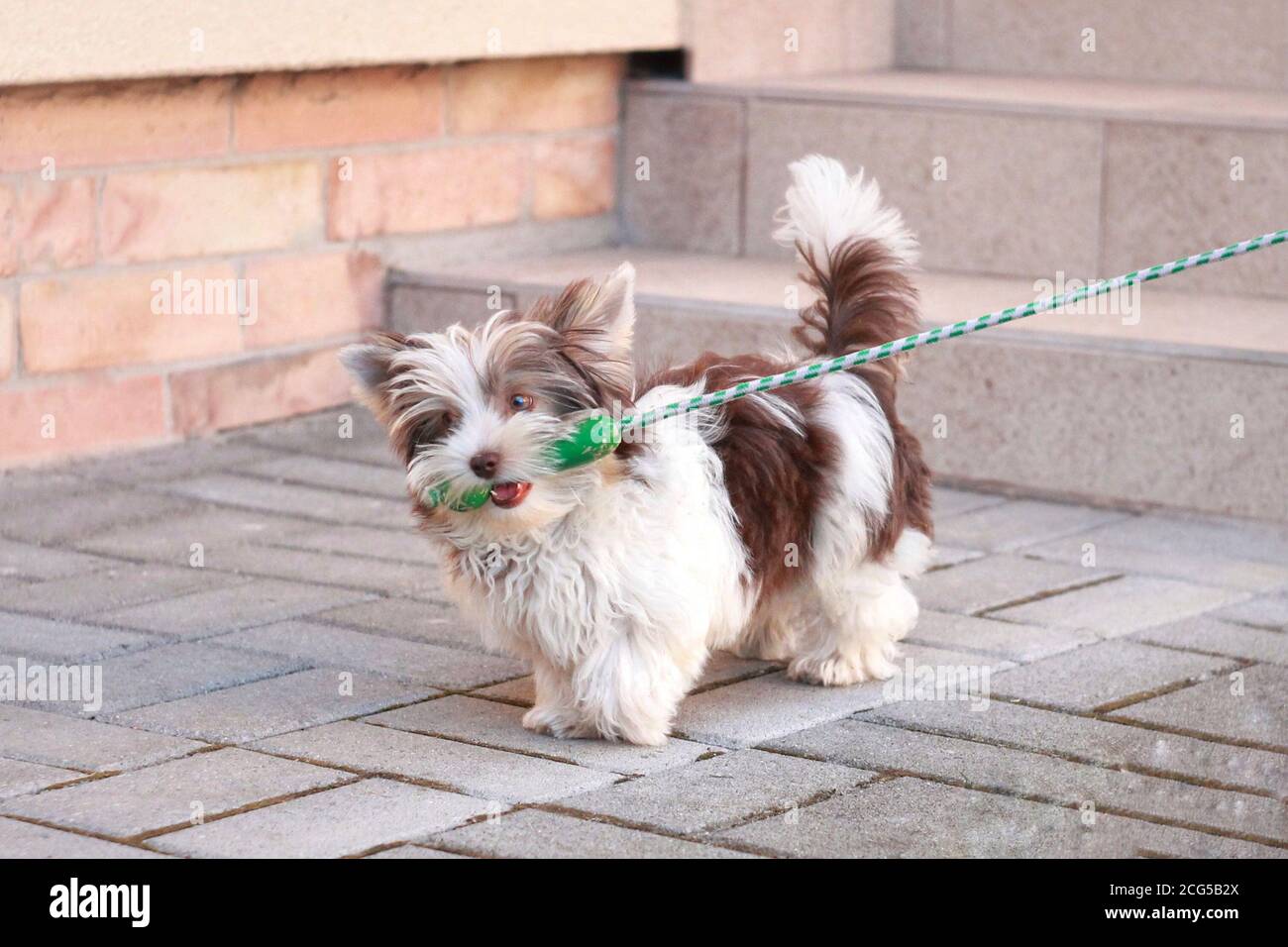 Little rare white and brown Yorkie purebred puppy enjoying the day ...