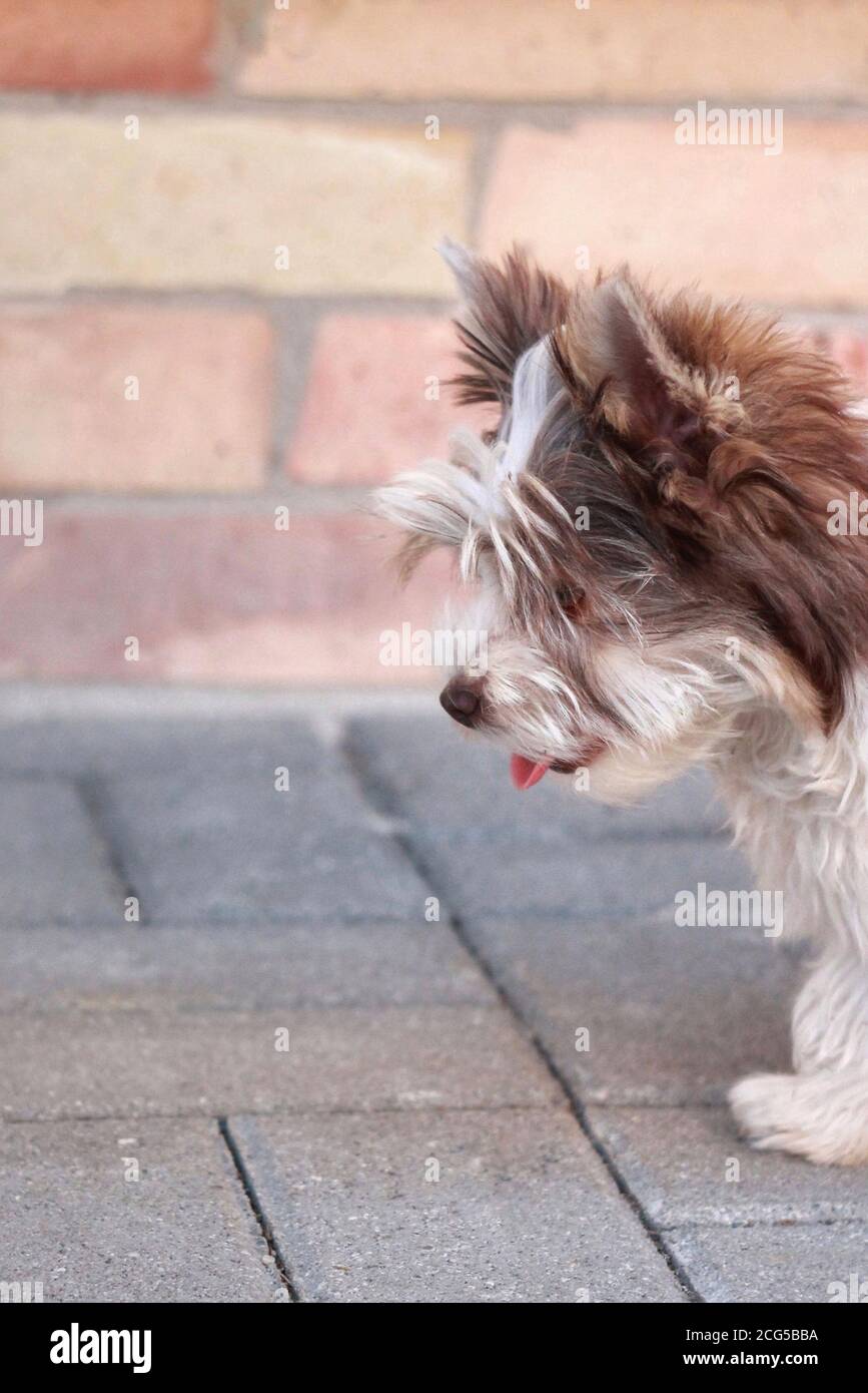 Little rare white and brown Yorkie purebred puppy enjoying the day ...
