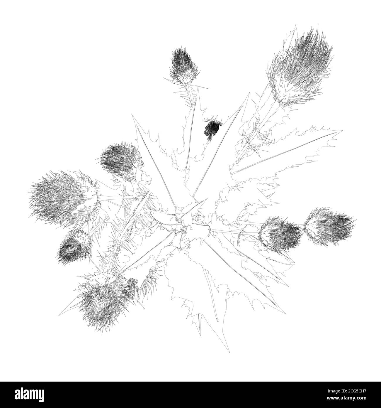 Outline of a detailed plant from black lines on a white background ...