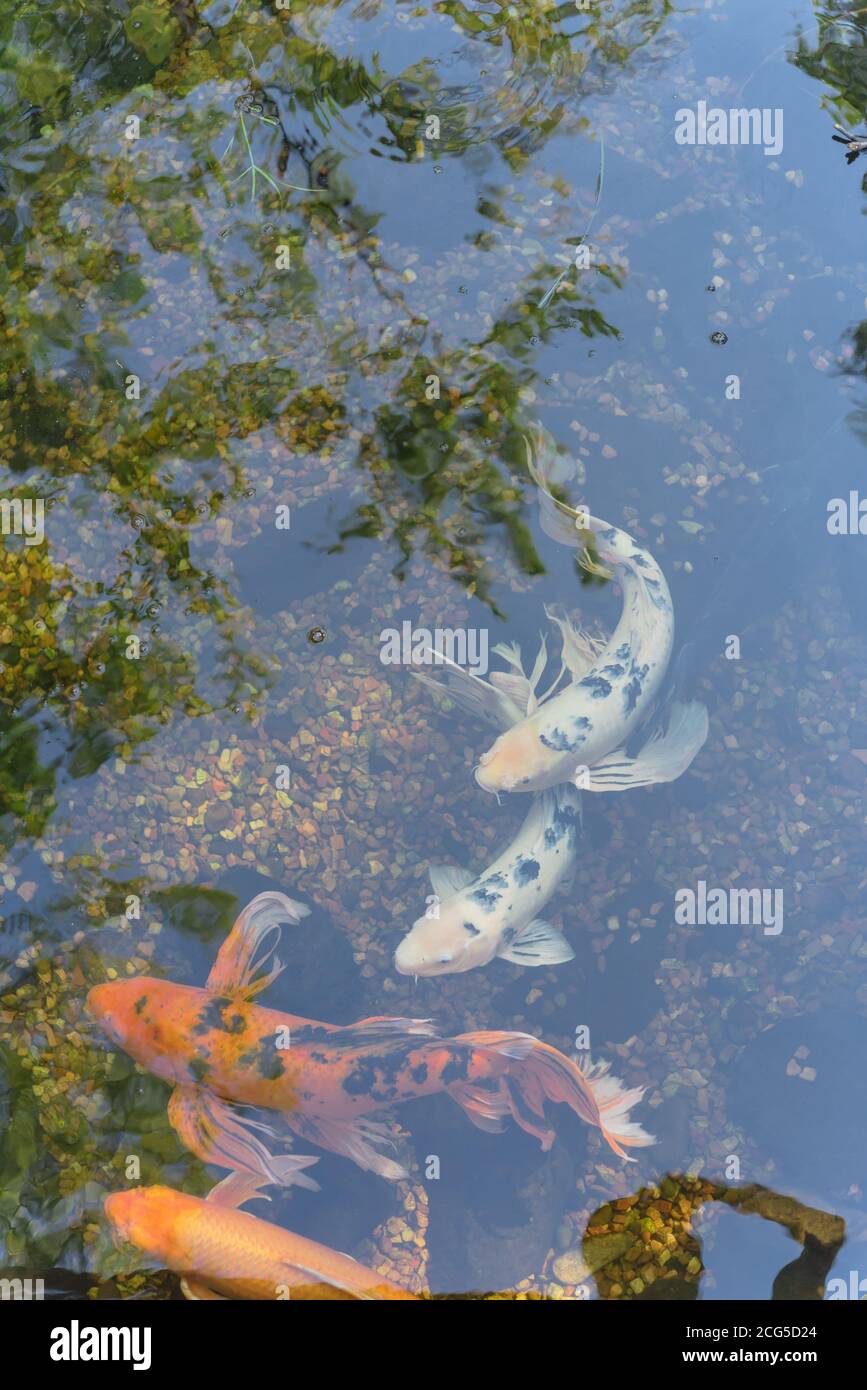 Mixed color beautiful koi fishes swimming at clear pond in botanic ...
