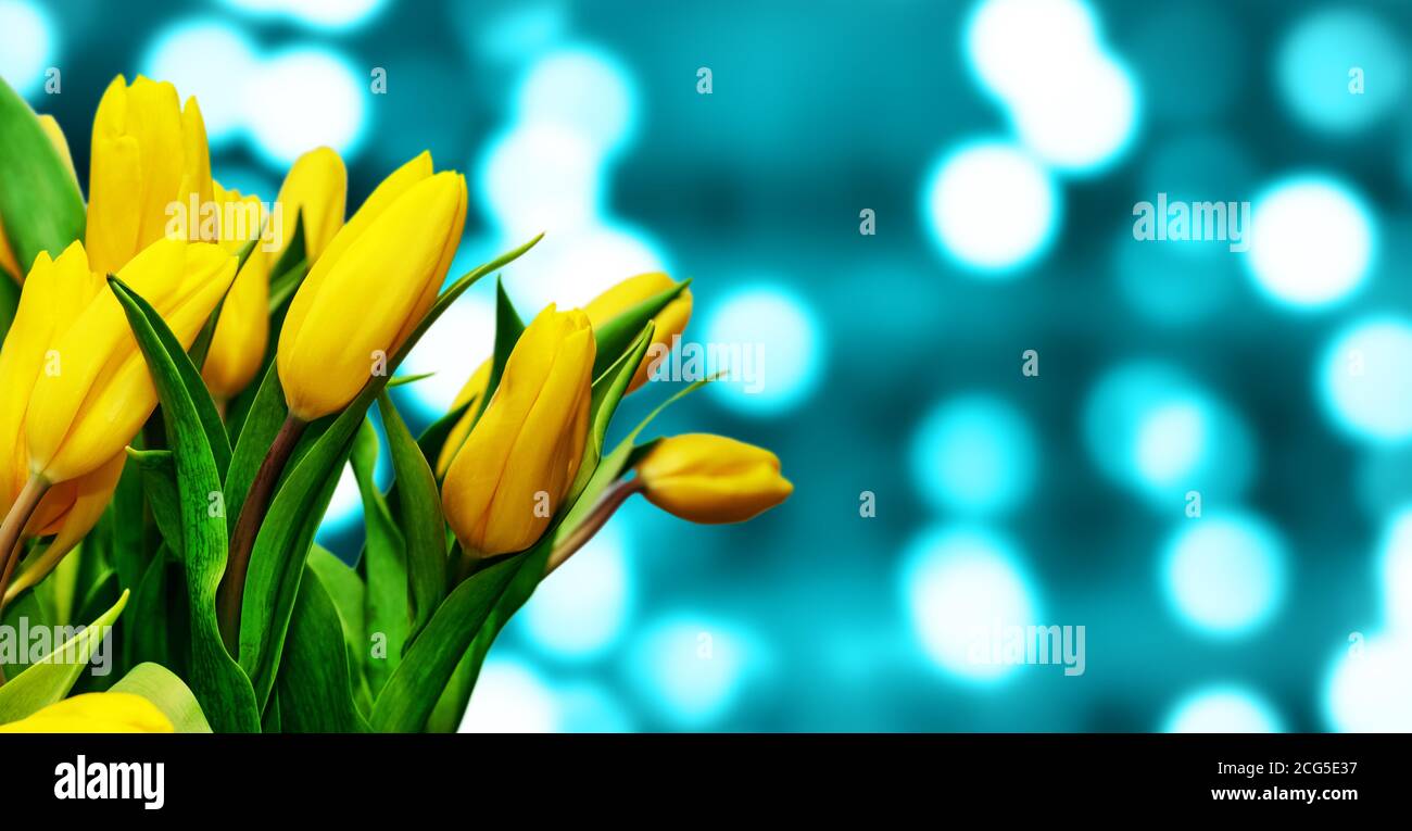 Spring bouquet of fresh yellow tulips on turquoise blue defocused ...