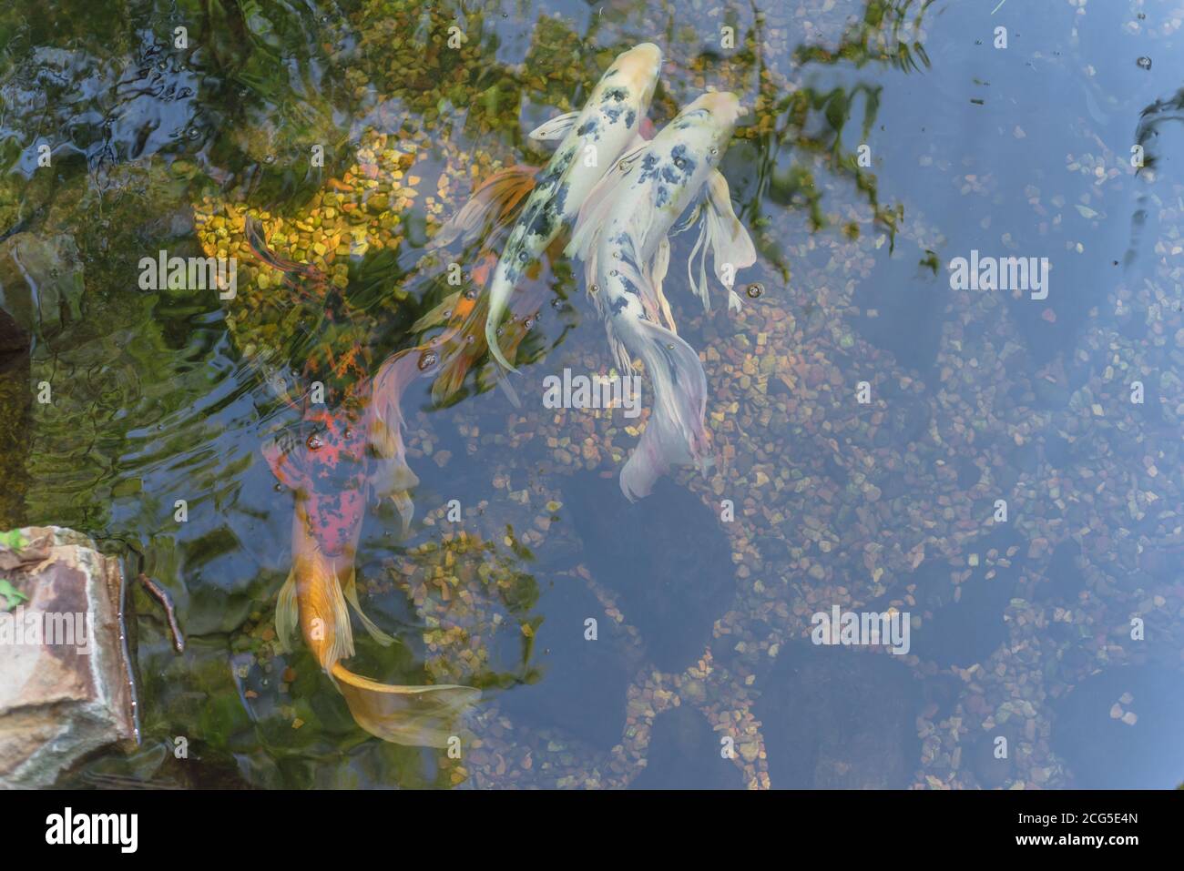 Mixed color beautiful koi fishes swimming at clear pond in botanic ...