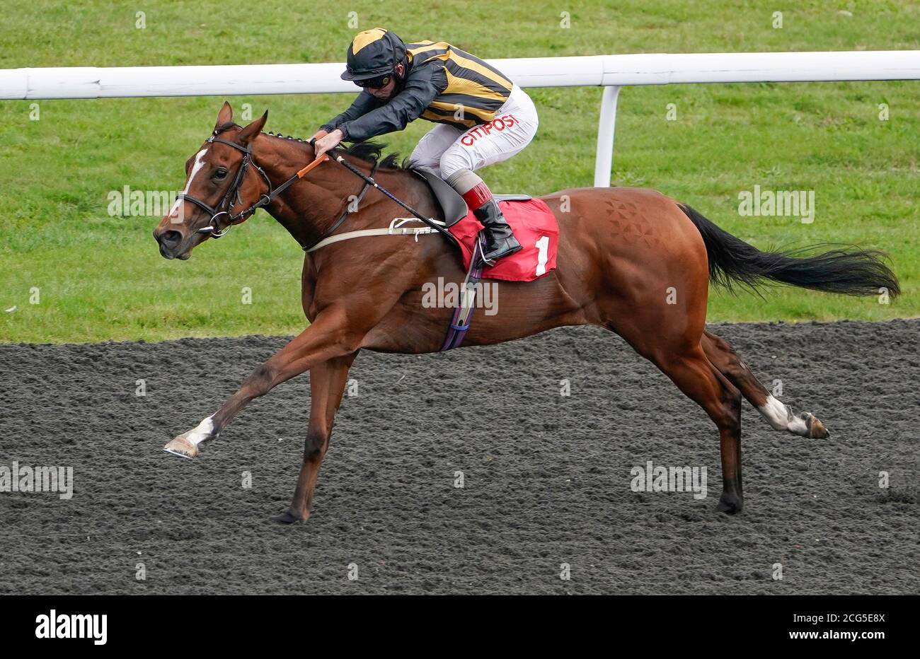 Win british stallion studs ebf fillies novice kempton park racecourse ...
