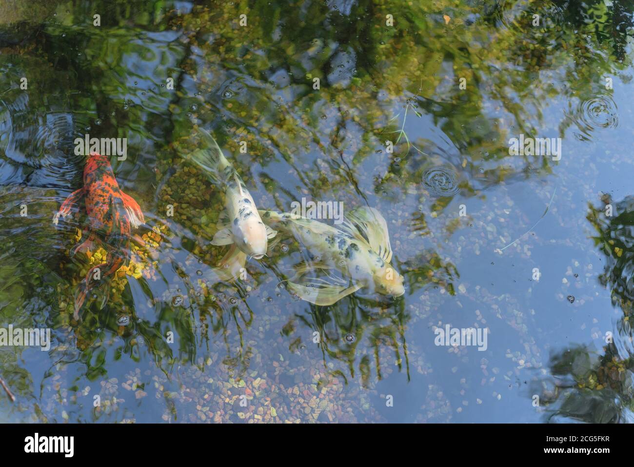 Top view three beautiful koi fishes swimming at clear pond in botanic ...