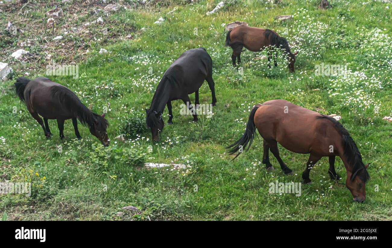 Beautiful scenery wild horses mountain hi-res stock photography and ...