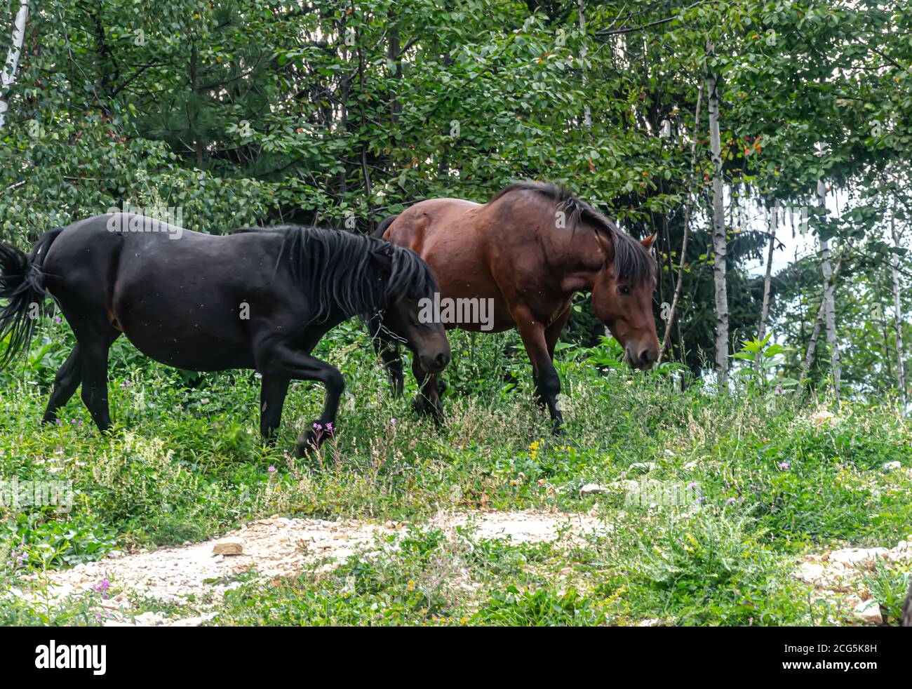 Mountain landscape wild horses hi-res stock photography and images - Alamy
