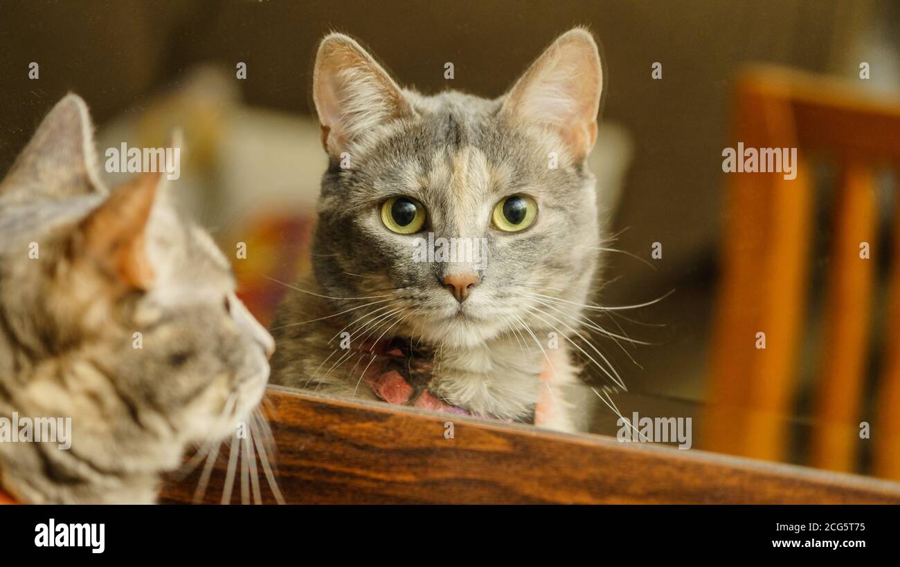 Cat looking into a mirror hi-res stock photography and images - Alamy