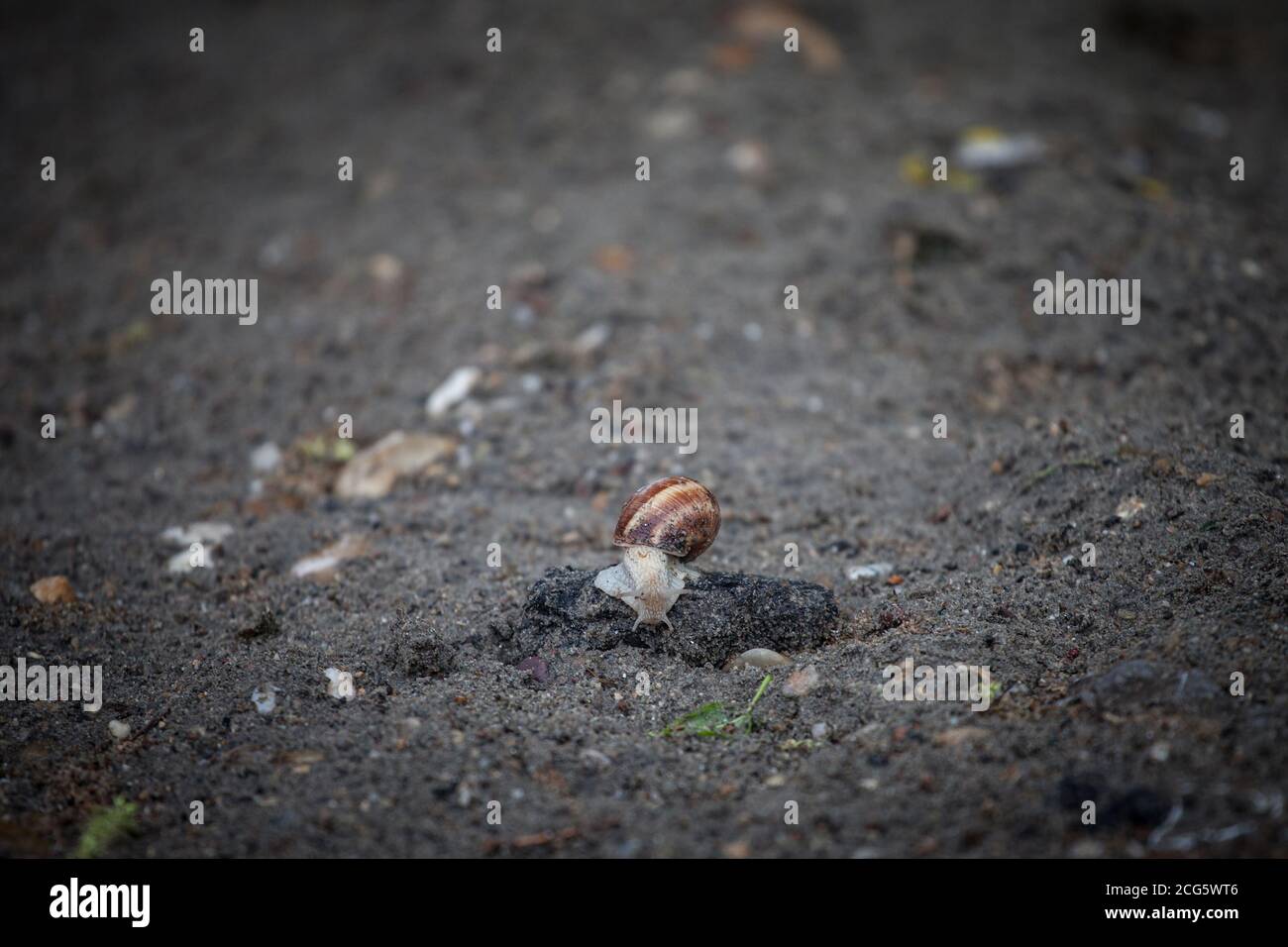Helix Pomatia, also called Burgundy, Edible or Roman snail, known as ...