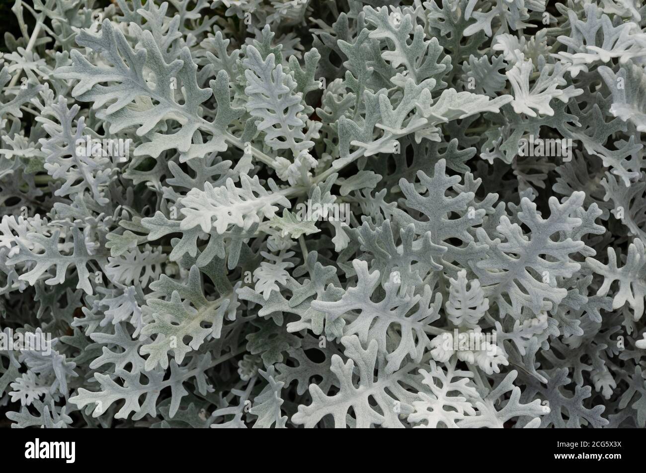 Dusty miller plant hi-res stock photography and images - Alamy