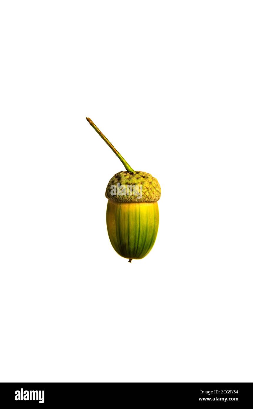 One fresh green acorn isolated on white background. Closeup. Copy space ...