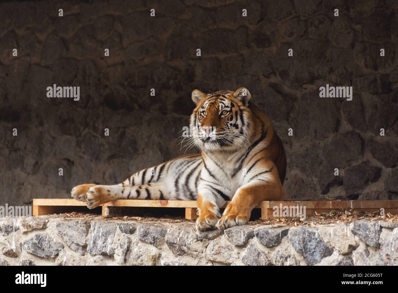 Portrait of young beautiful tiger resting on a ground in a zoo yard ...
