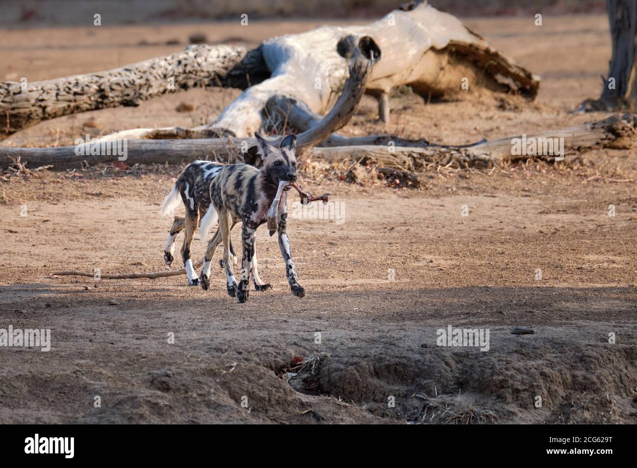Two African Wild dogs, Lycaon pictus, walking towards the camera. An ...