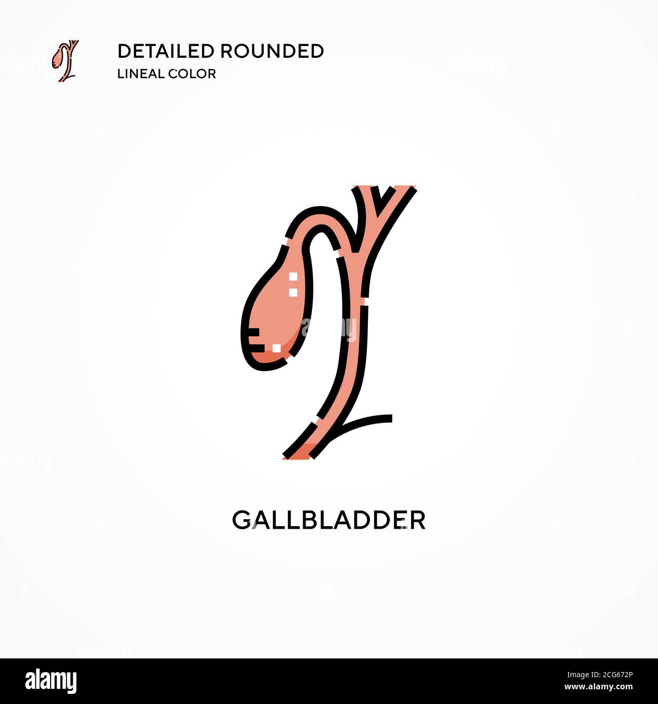 Human gallbladder anatomy stone hi-res stock photography and images - Alamy