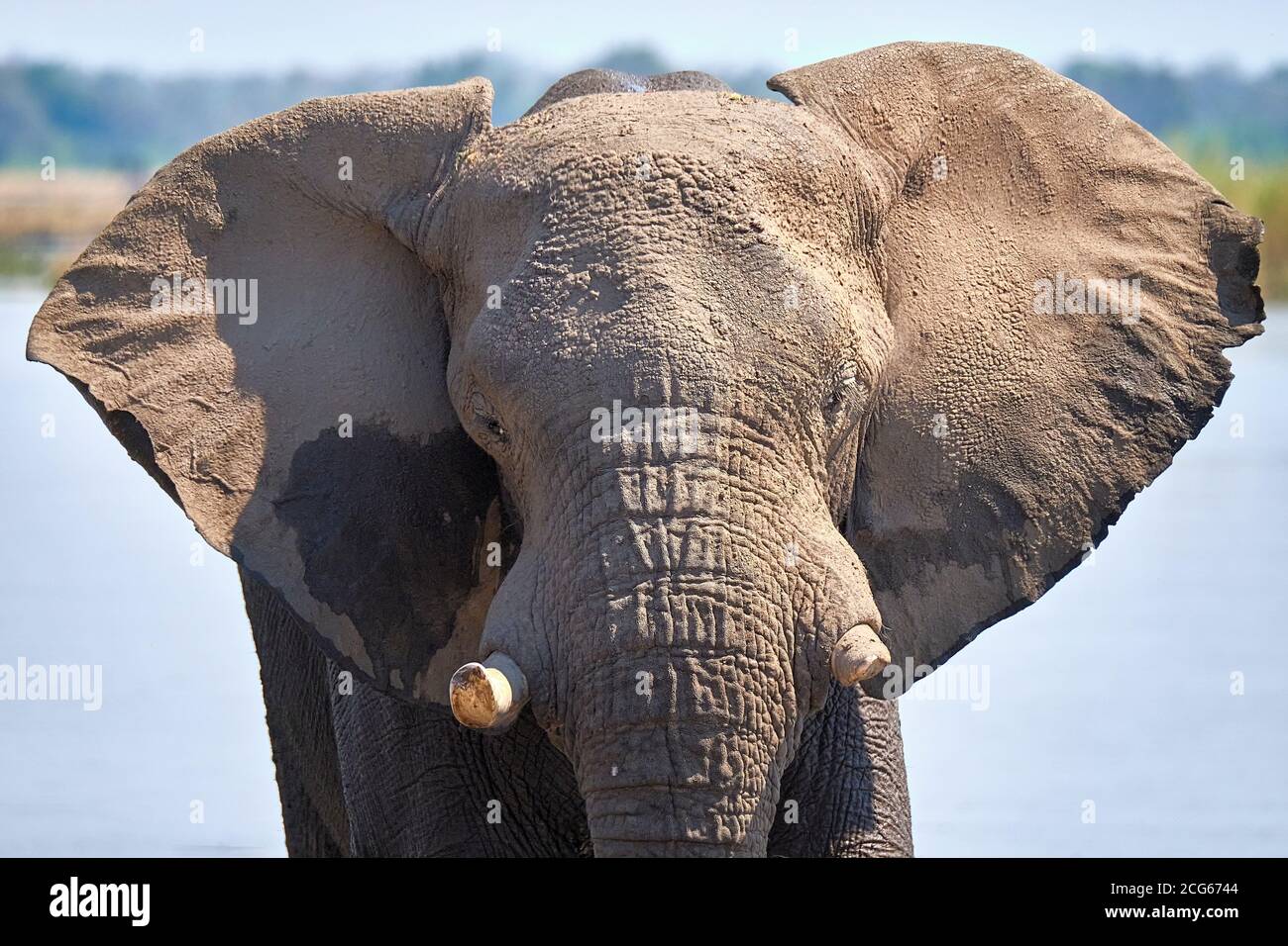 African Elephant bull, Loxodonta, head portrait. The elephant is ...