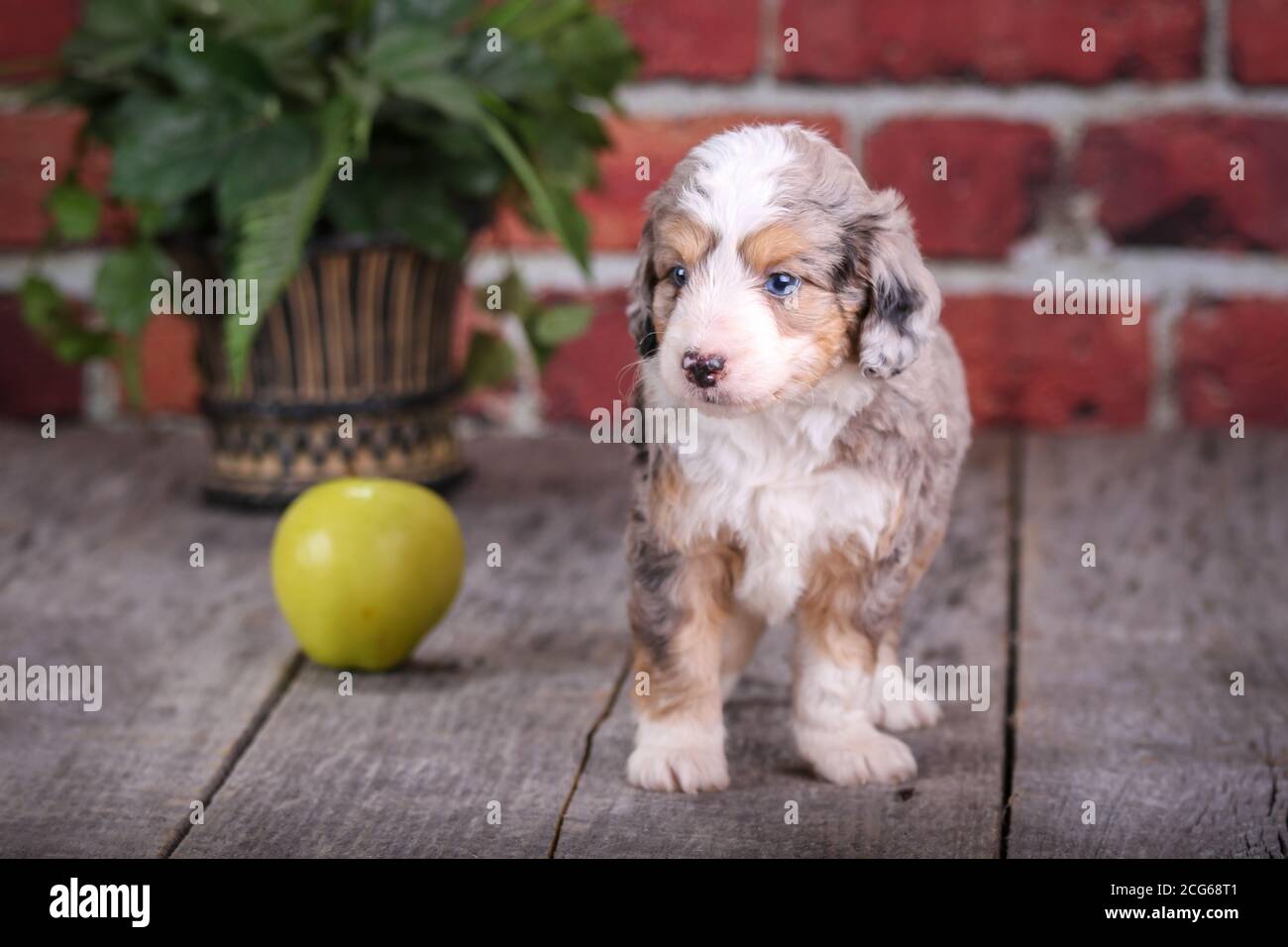 Mini Aussiedoodle puppy standing on wood floor with brick wall and ...