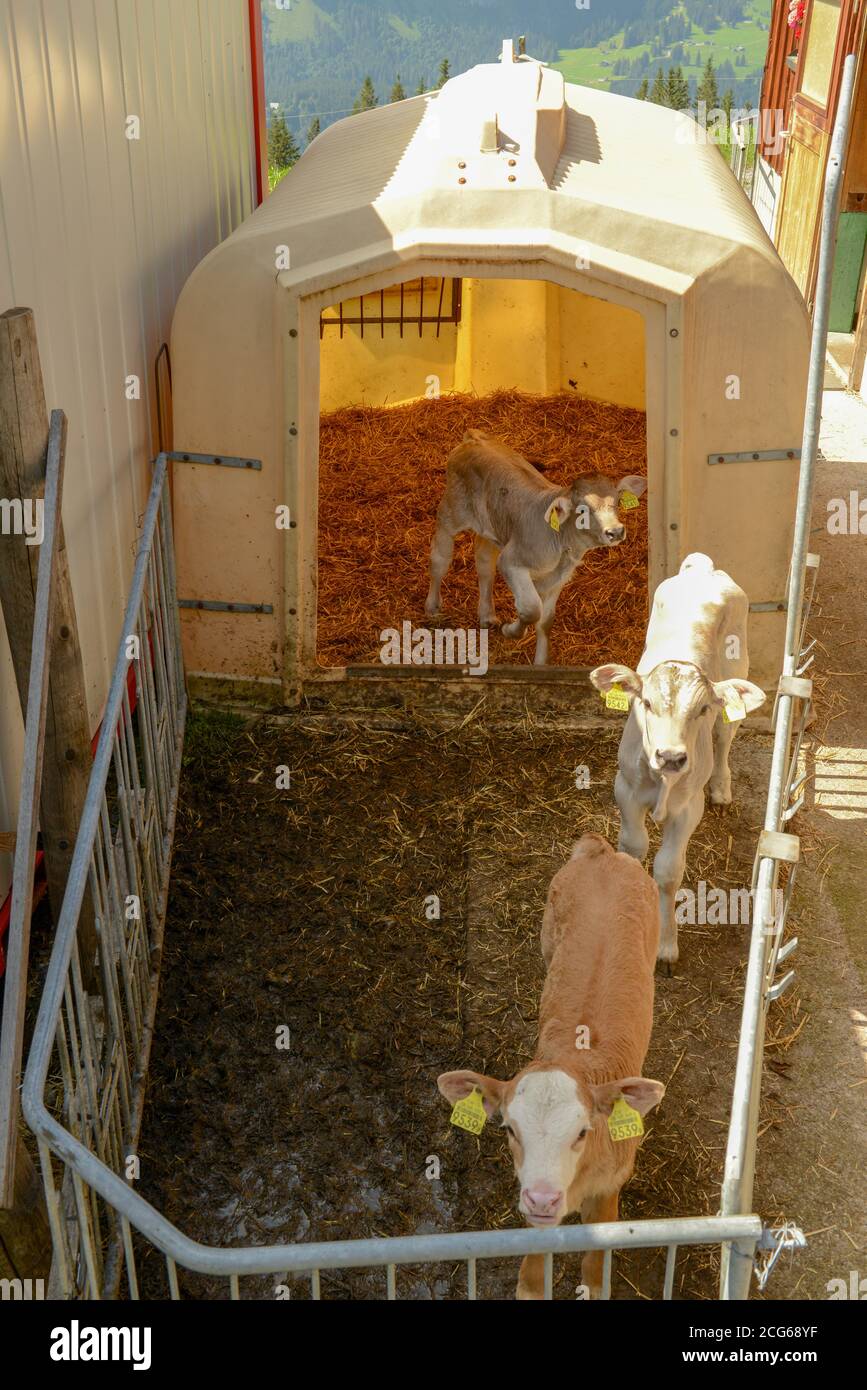 Tree calves in a hut with a fence at Brunni over Engelberg on the Swiss ...