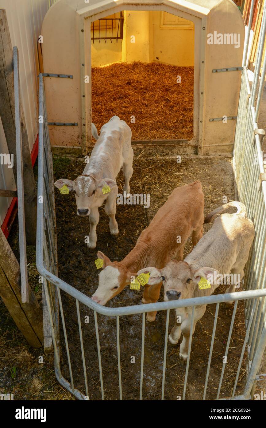 Calf tree calves on grass hi-res stock photography and images - Alamy