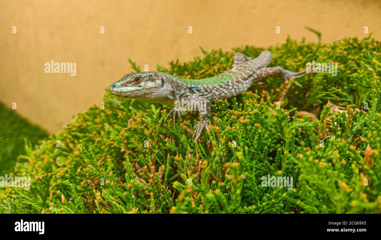 Green lizard on a bush with light background Stock Photo - Alamy