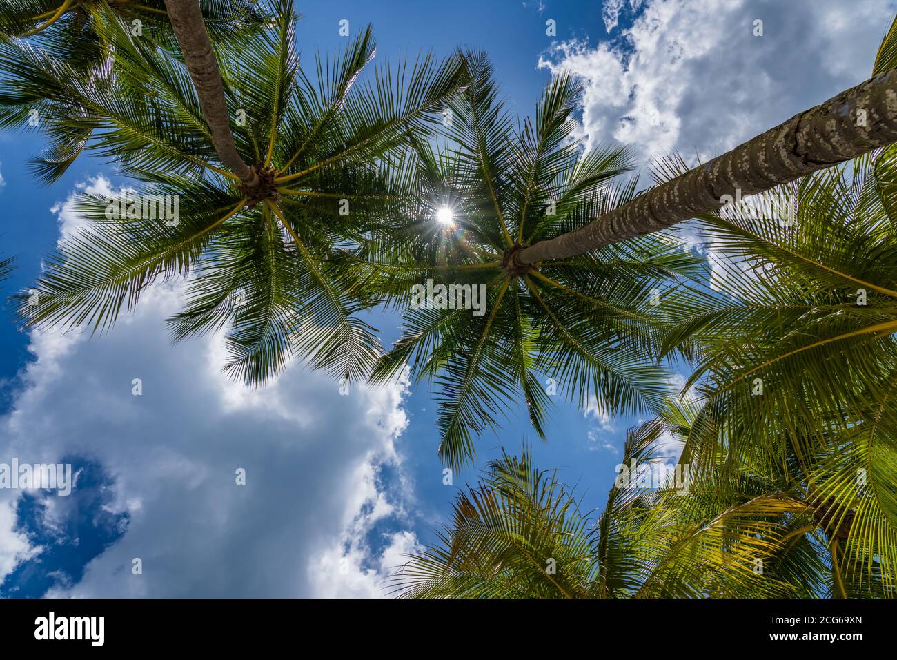 Coconut trees over bright blue sky Stock Photo - Alamy