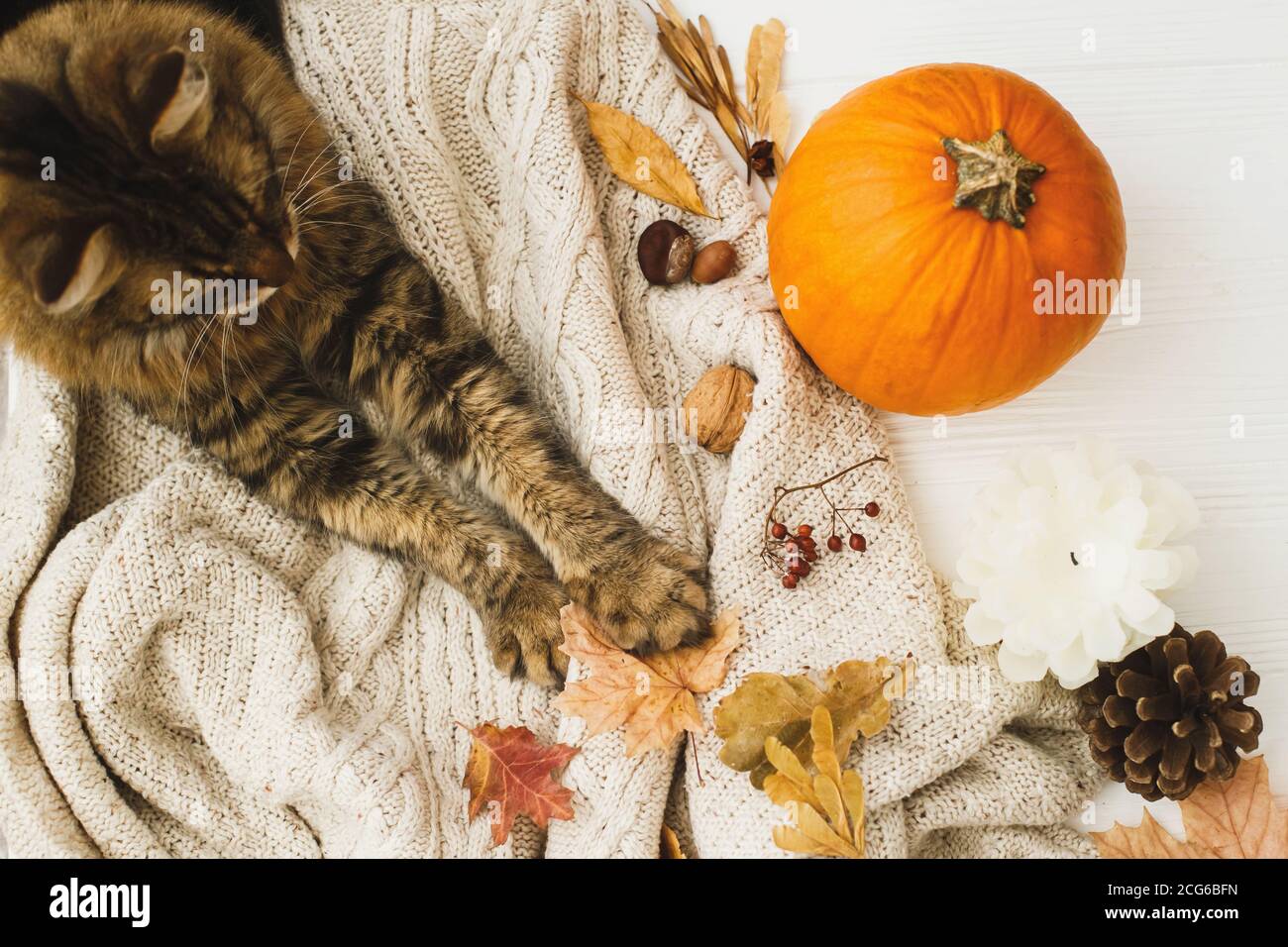 Cozy autumn. Cute tabby cat holding autumn leaves, relaxing on warm ...