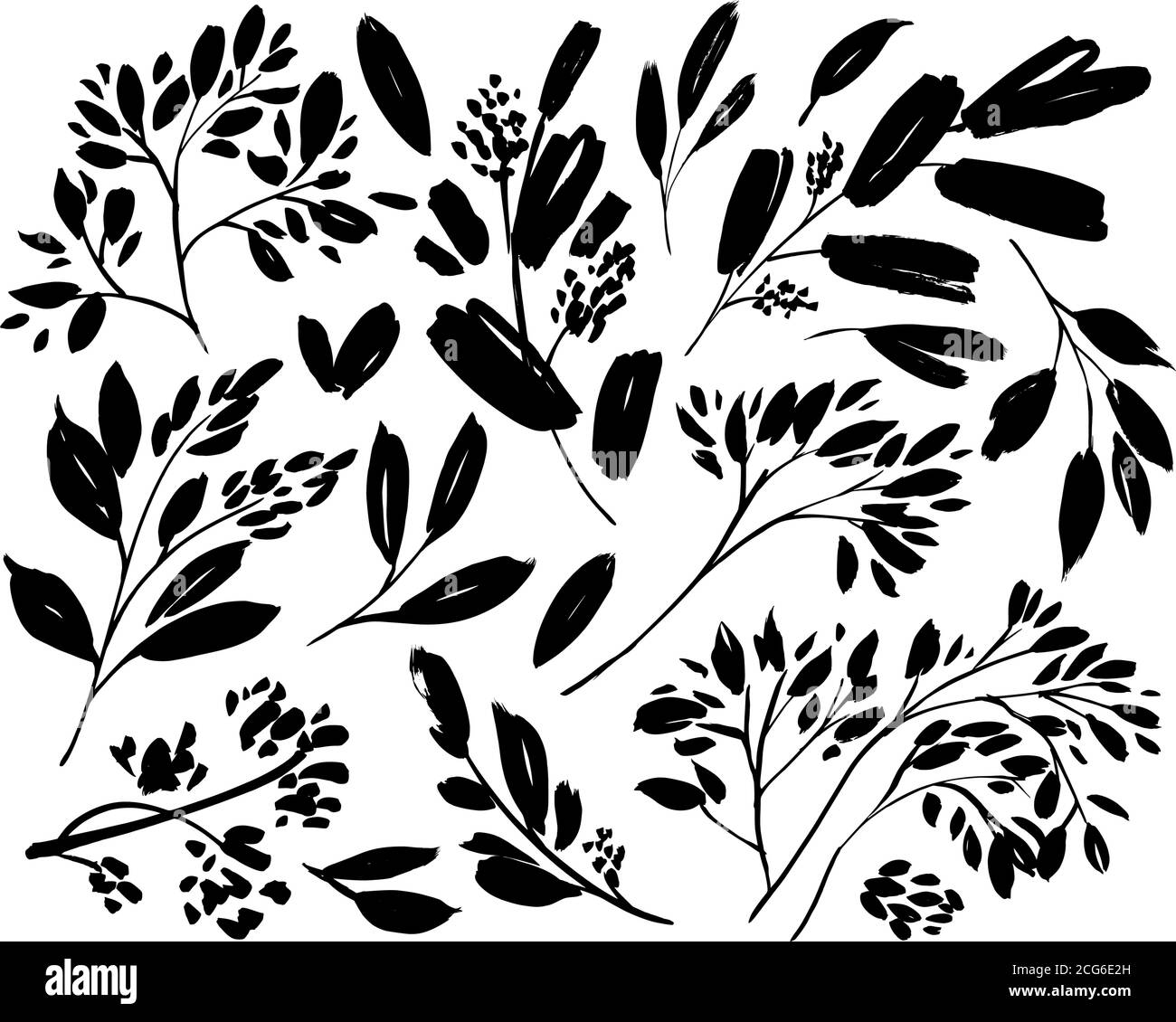 Eucalyptus branches leaves isolated Black and White Stock Photos ...