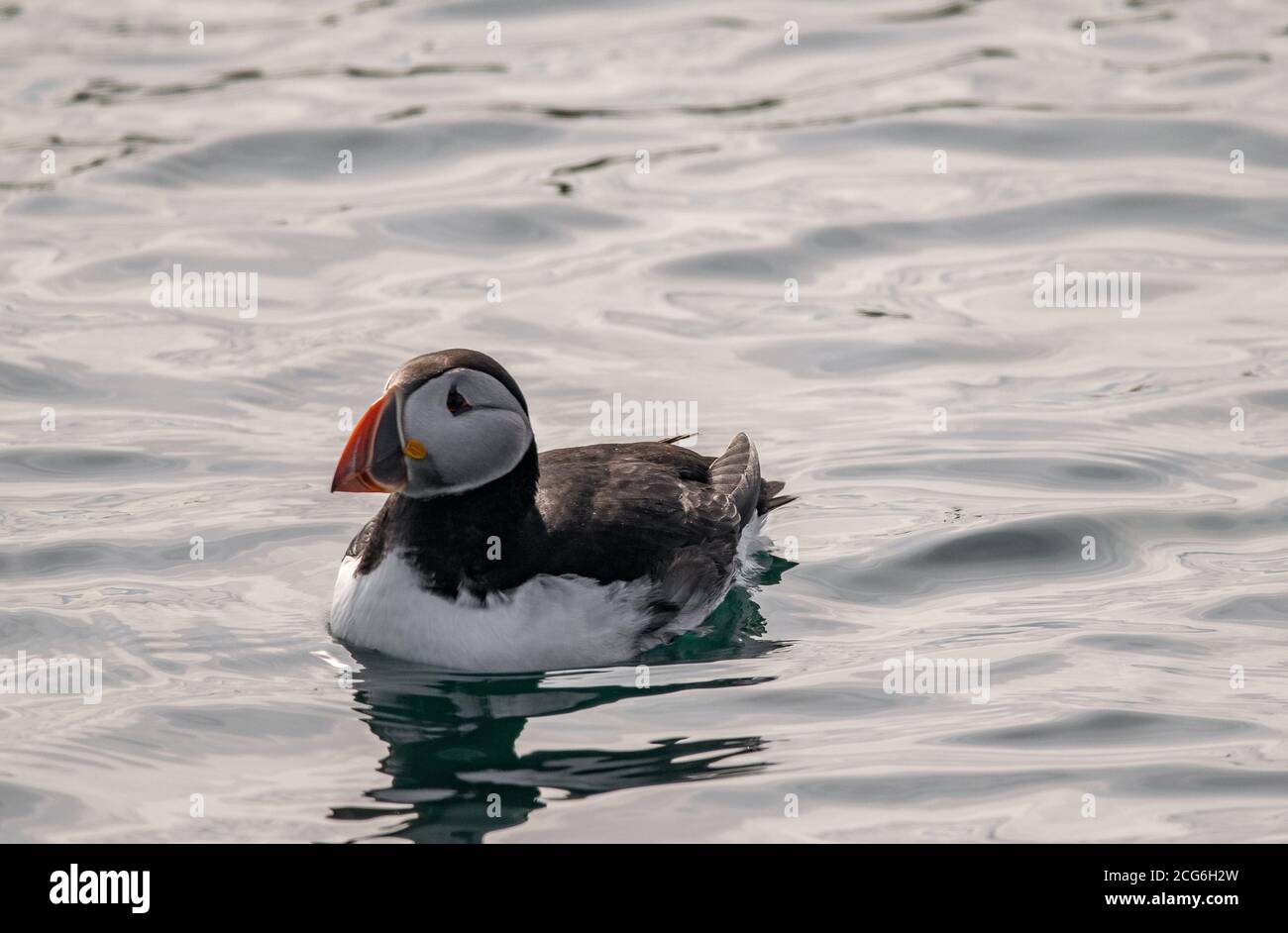 Puffin in Icelandic waters, where they move during summer for the ...