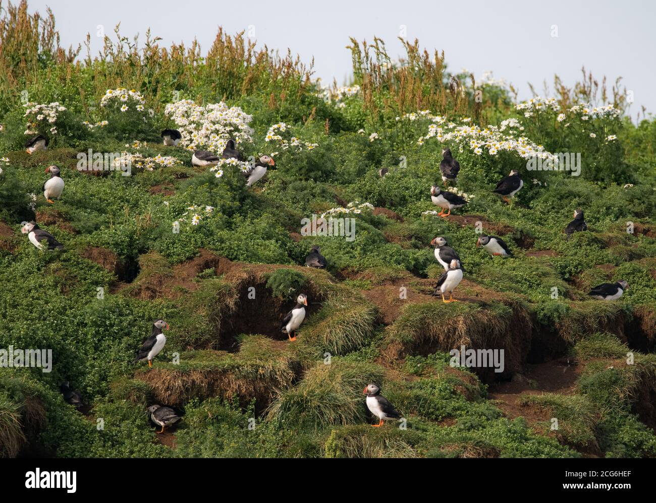 Puffins on Lundey island, Reykyavik, taking care of their eggs and ...