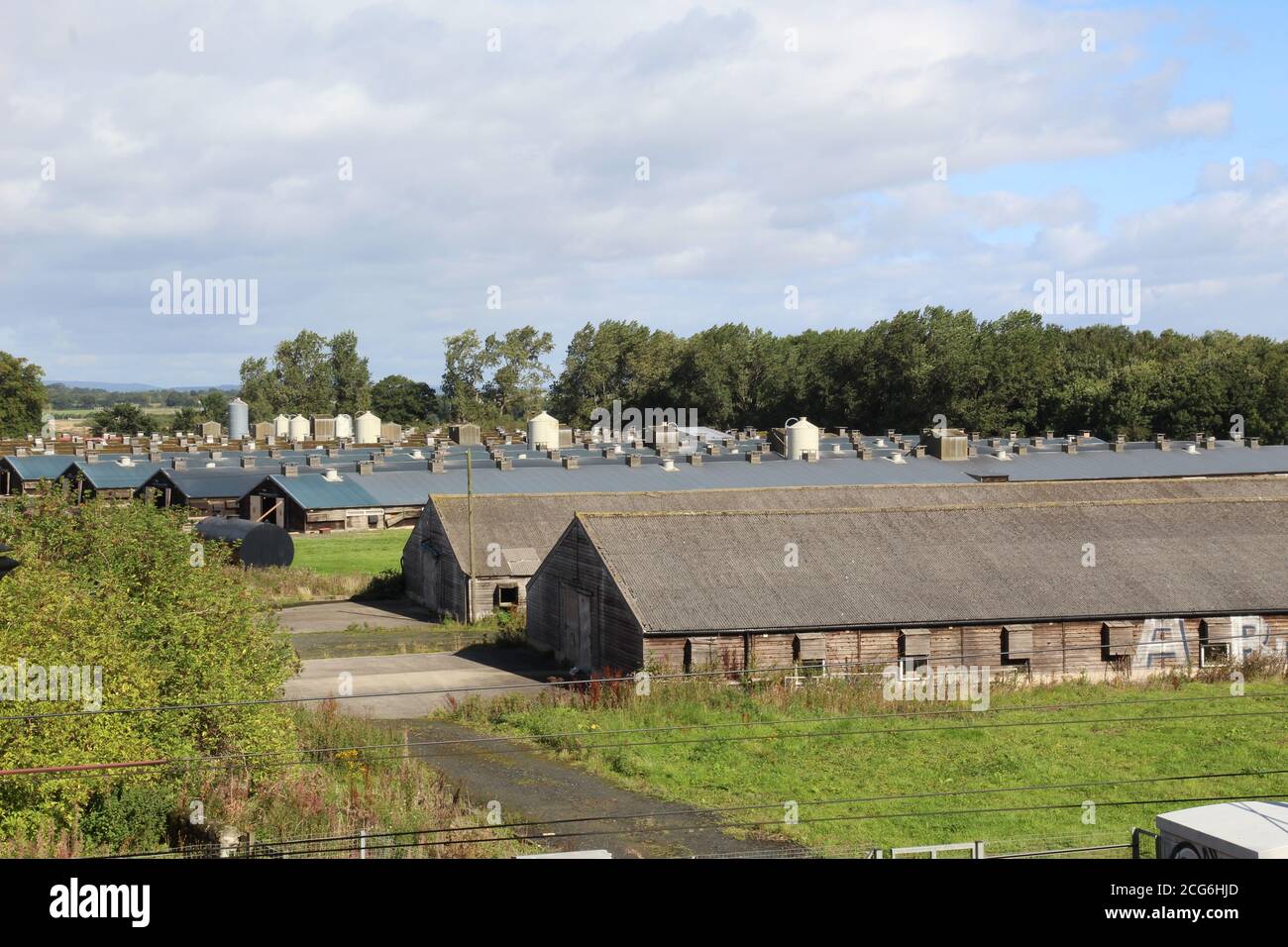 Broiler chickens poultry farm hi-res stock photography and images - Alamy