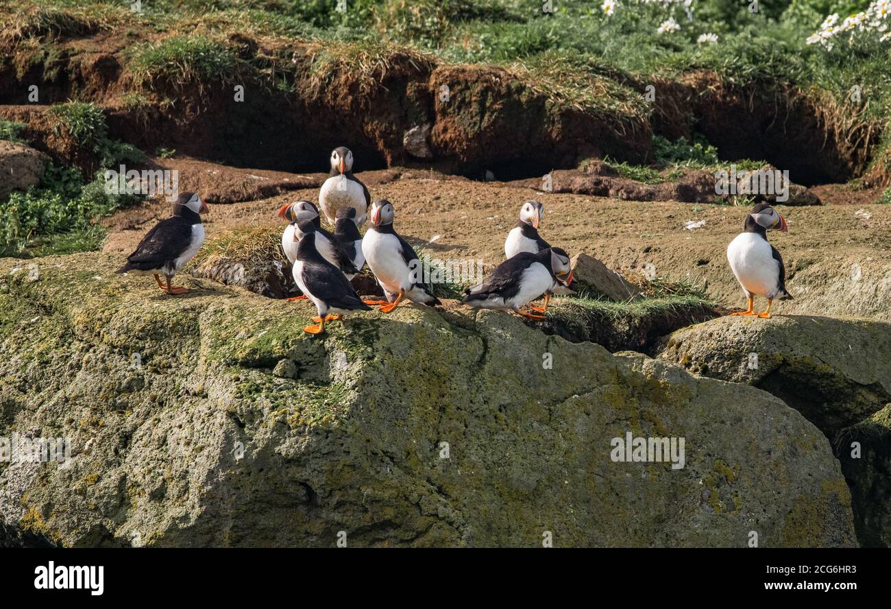 Puffins on Lundey island, Reykyavik, taking care of their eggs and ...