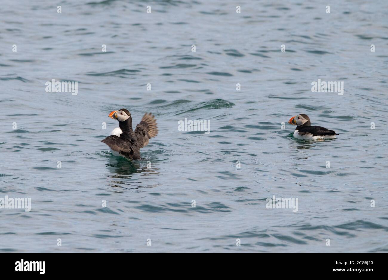 Puffin in Icelandic waters, where they move during summer for the ...