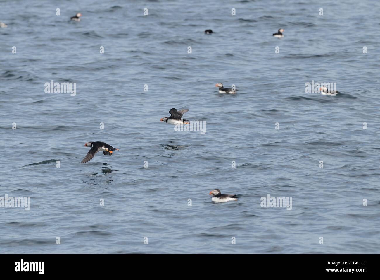 Puffin in Icelandic waters, where they move during summer for the ...