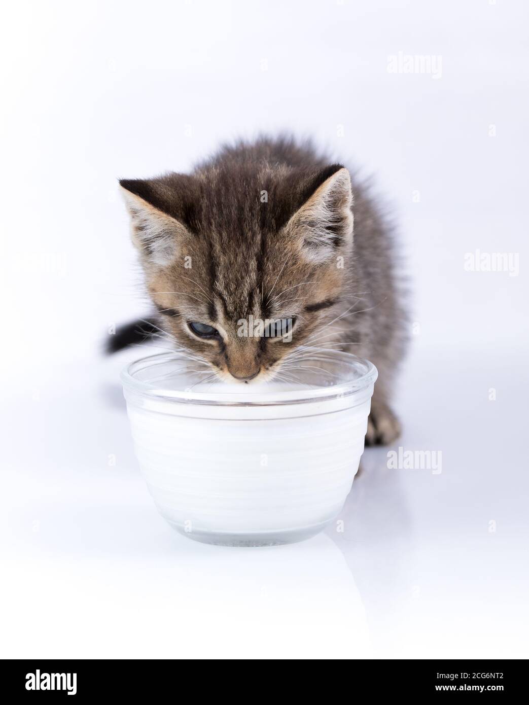 Kitten milk hi-res stock photography and images - Alamy