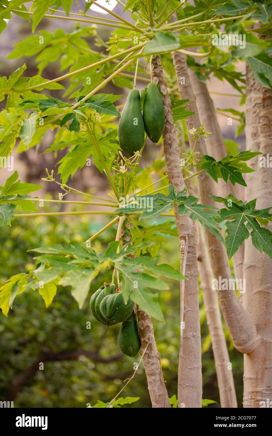 Fresh Green Papaya Tree Growing in Plantation Stock Photo - Alamy