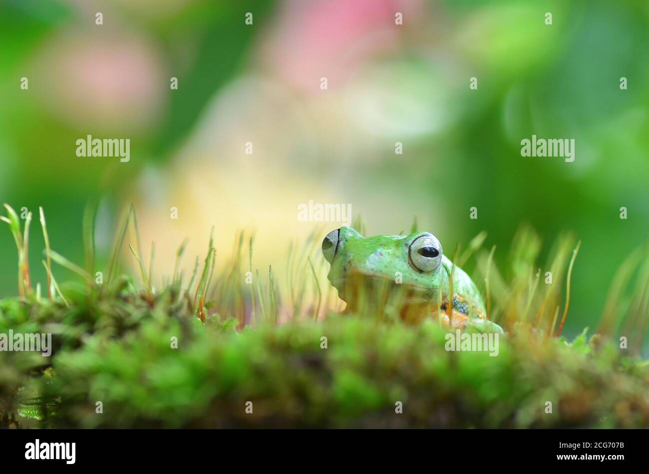 Close-up of a frog sitting on moss, Indonesia Stock Photo - Alamy