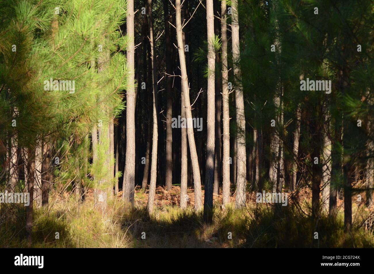 A peaceful view of the pine trees forest of the Landes, southwestern ...