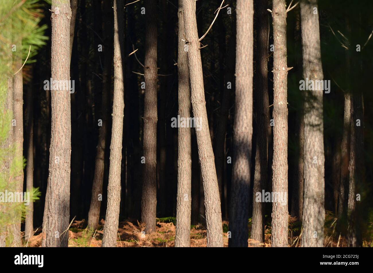 A peaceful view of the pine trees forest of the Landes, southwestern ...