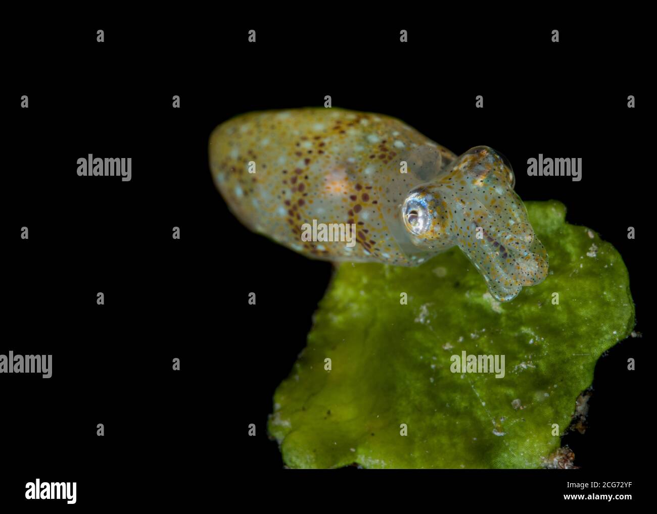 Reef squid indonesia hi-res stock photography and images - Alamy
