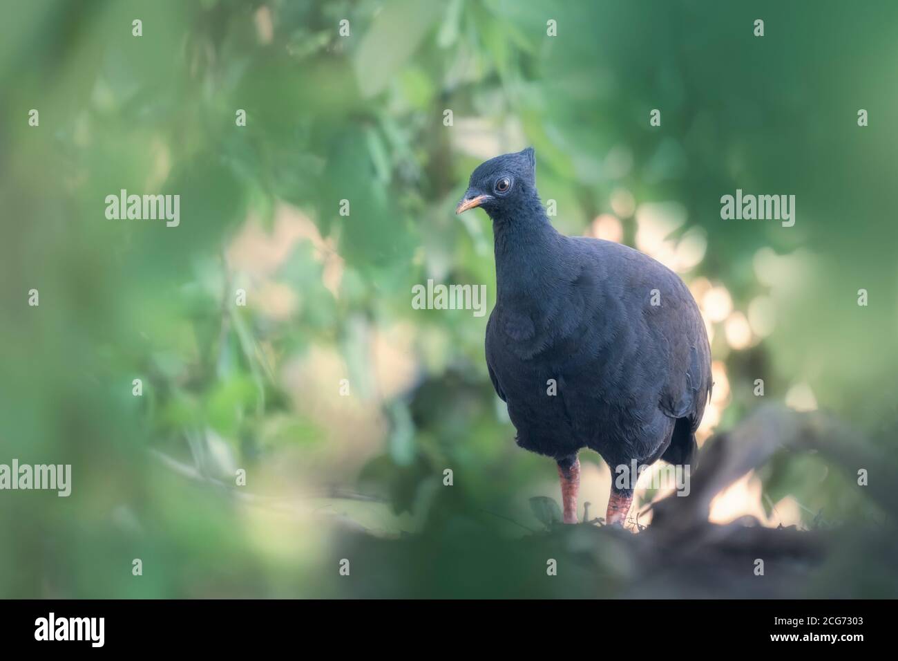 Orange-footed scrubfowl in the bush, Australia Stock Photo - Alamy