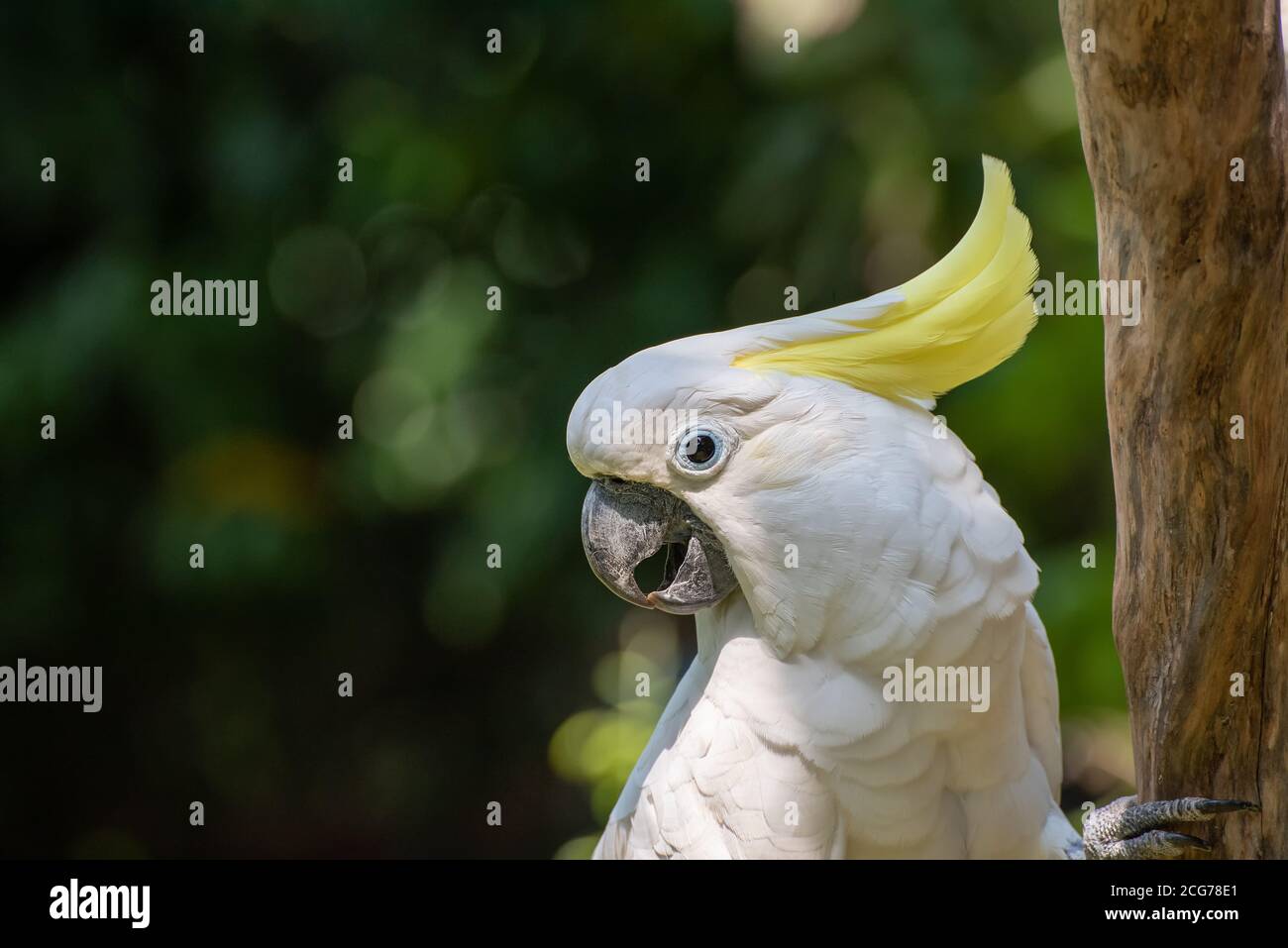 Cockatoo perched on tree branch hi-res stock photography and images - Alamy
