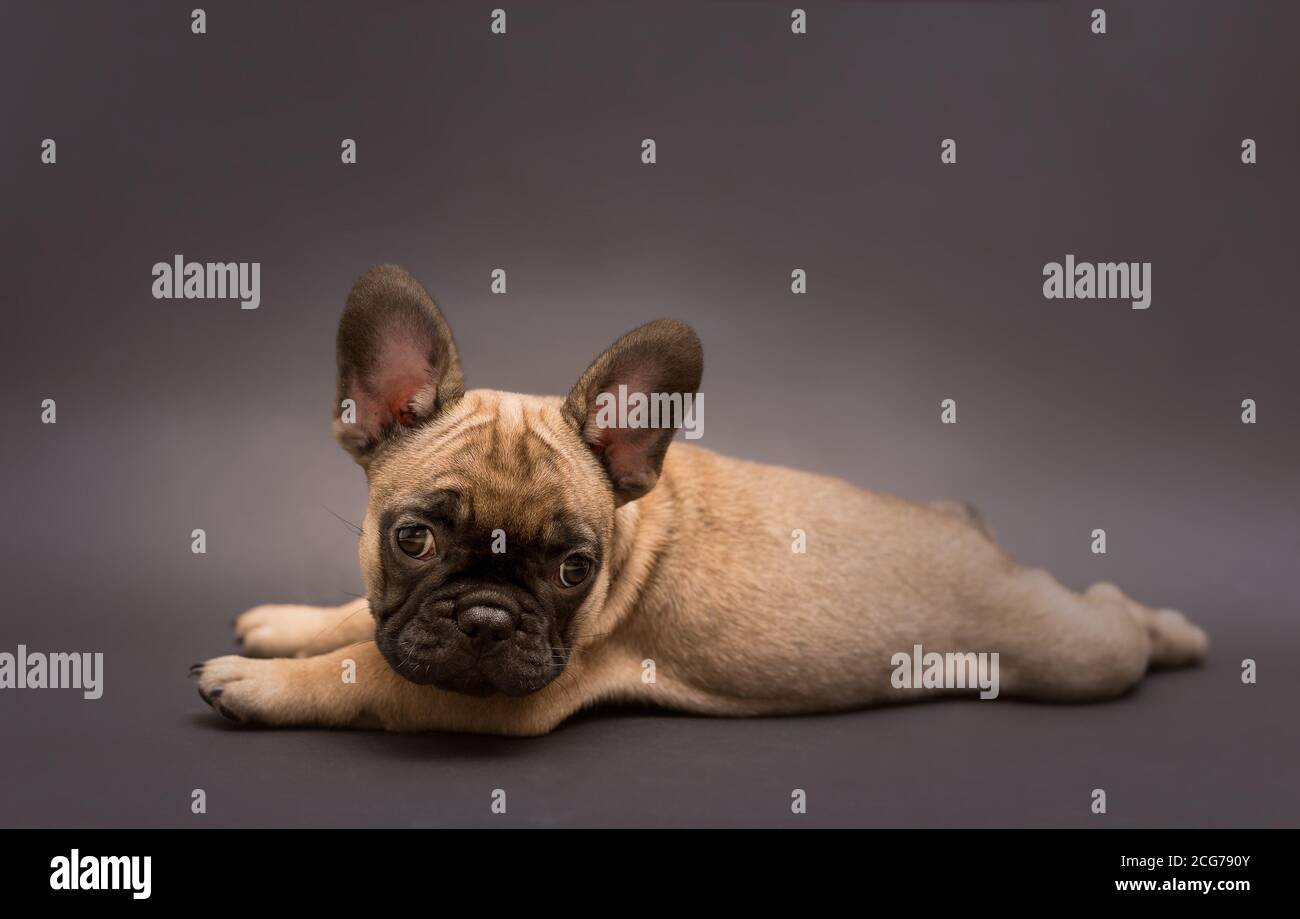 Studio portrait of Adorable French Bulldog puppy beige color. Cute ...
