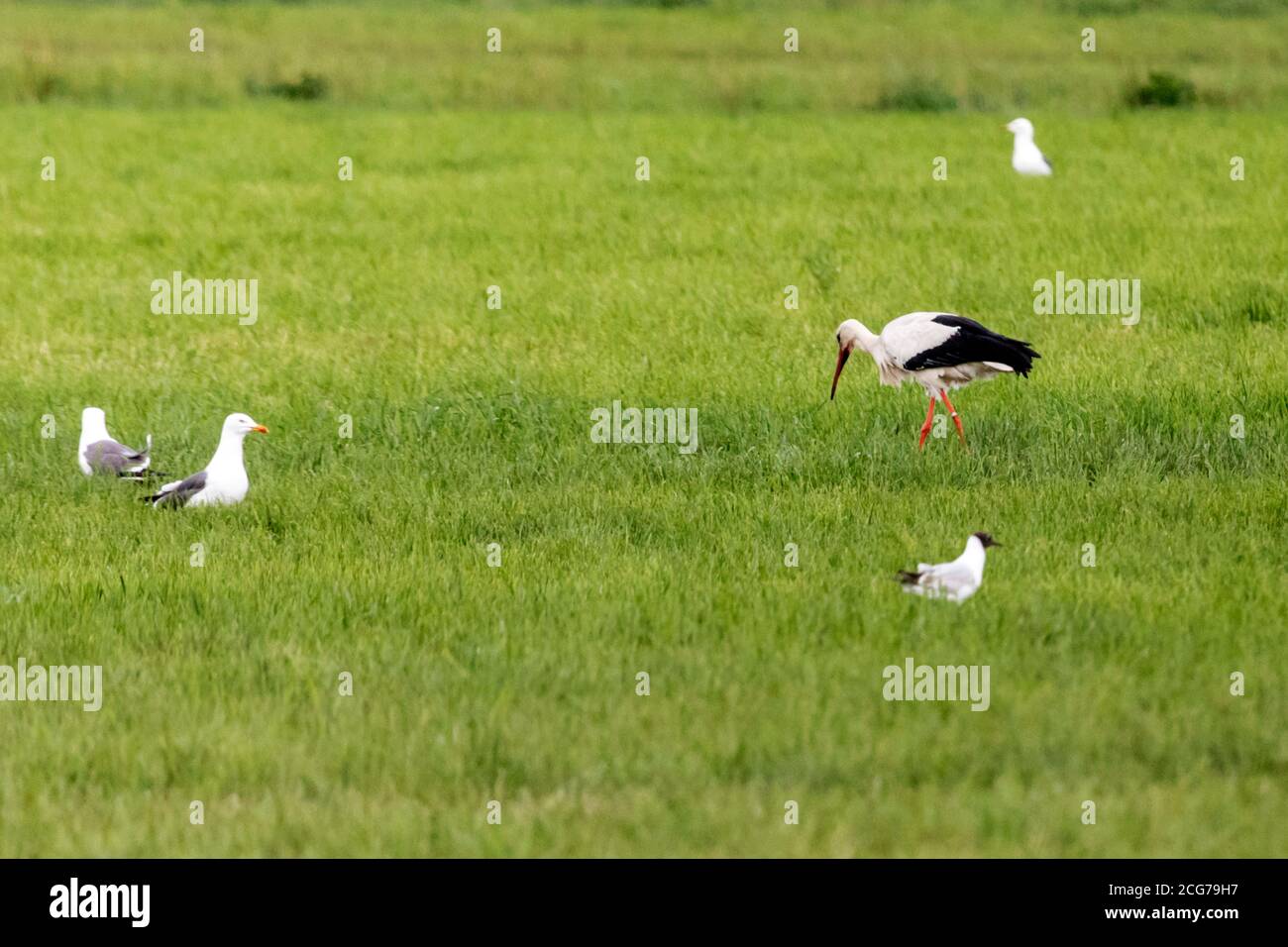 White stork or rattle stork in a meadow among herring gulls Stock Photo ...
