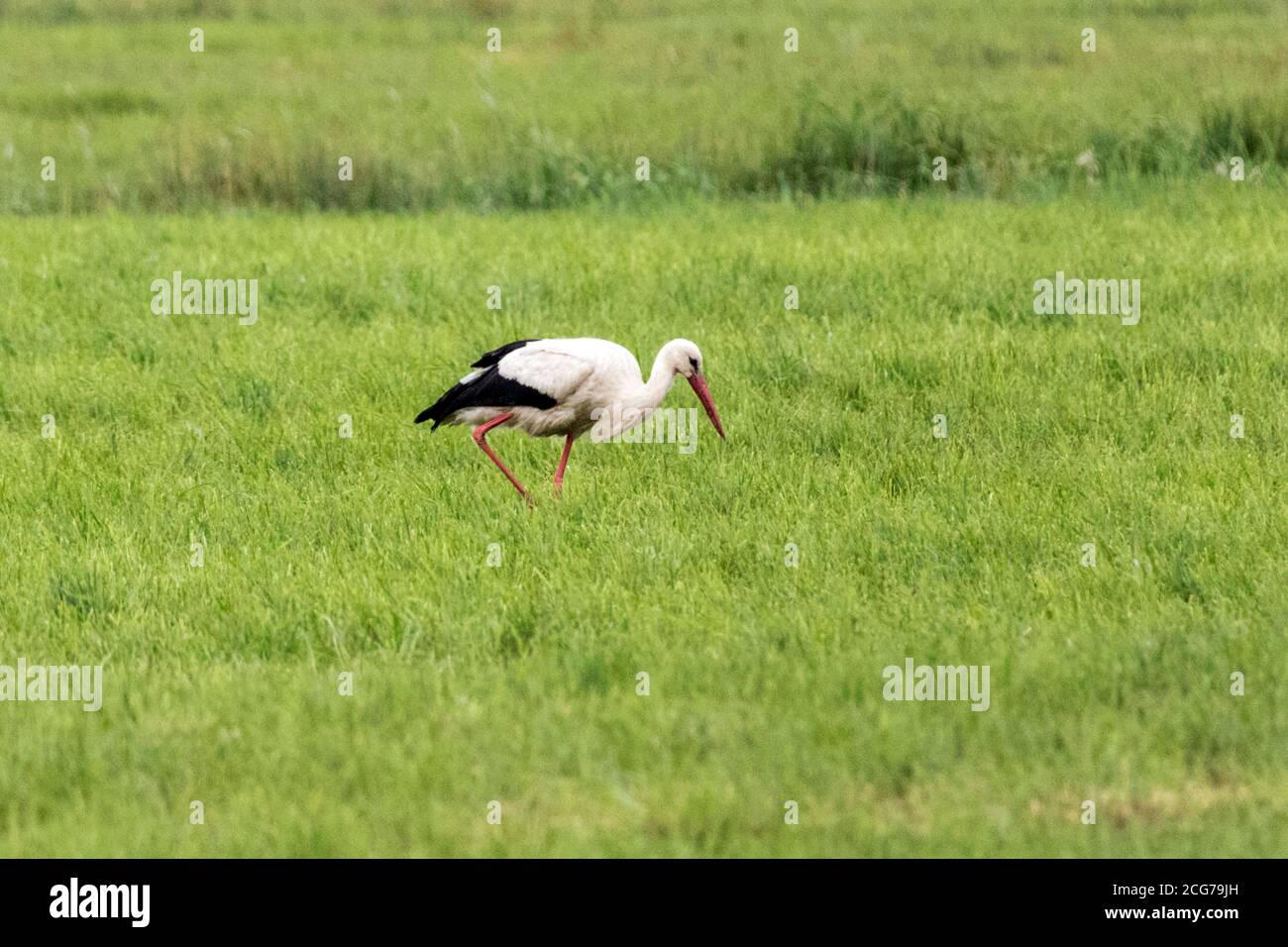 Is a species of bird in the stork family ciconiidae hi-res stock ...