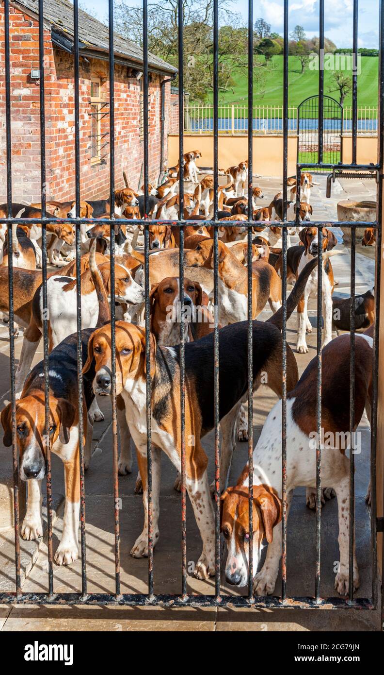 Kennels at the castle hi-res stock photography and images - Alamy