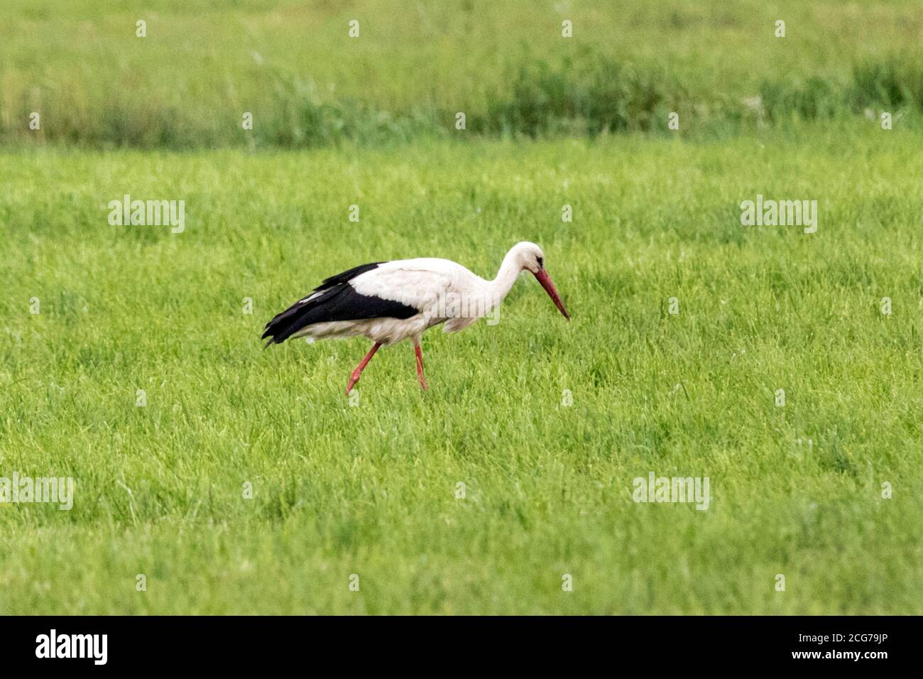Stork in grassland hi-res stock photography and images - Alamy