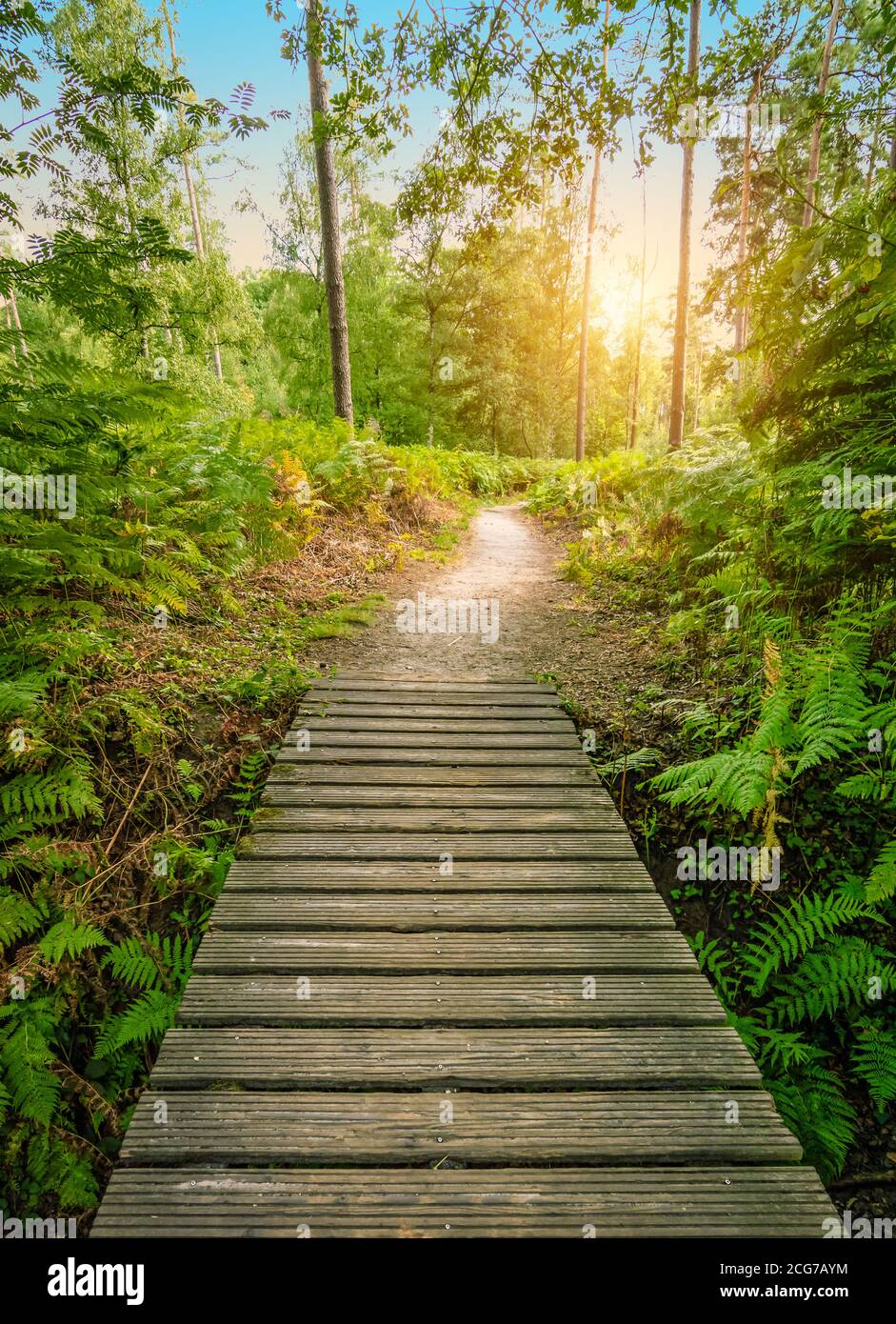 Wooden trail pathway hi-res stock photography and images - Alamy