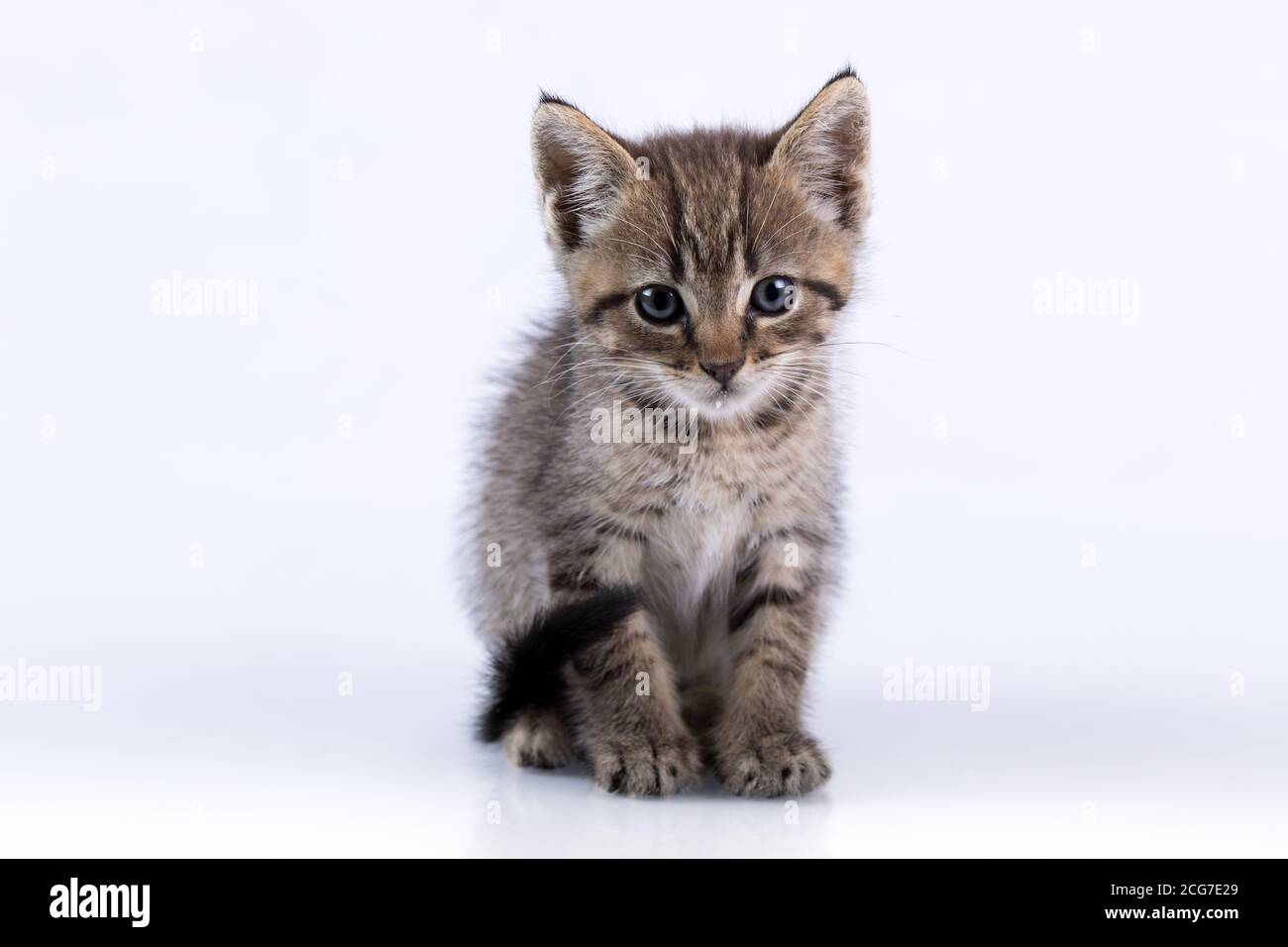 Reflective cat eyes hi-res stock photography and images - Alamy