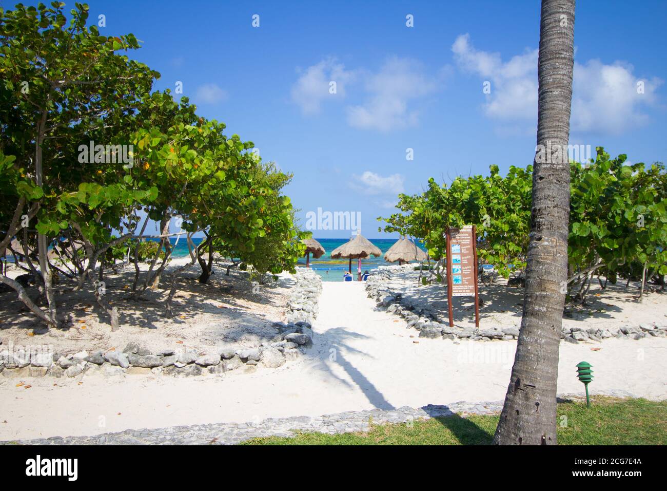 Cancun beach mexico palm tree hi-res stock photography and images - Alamy