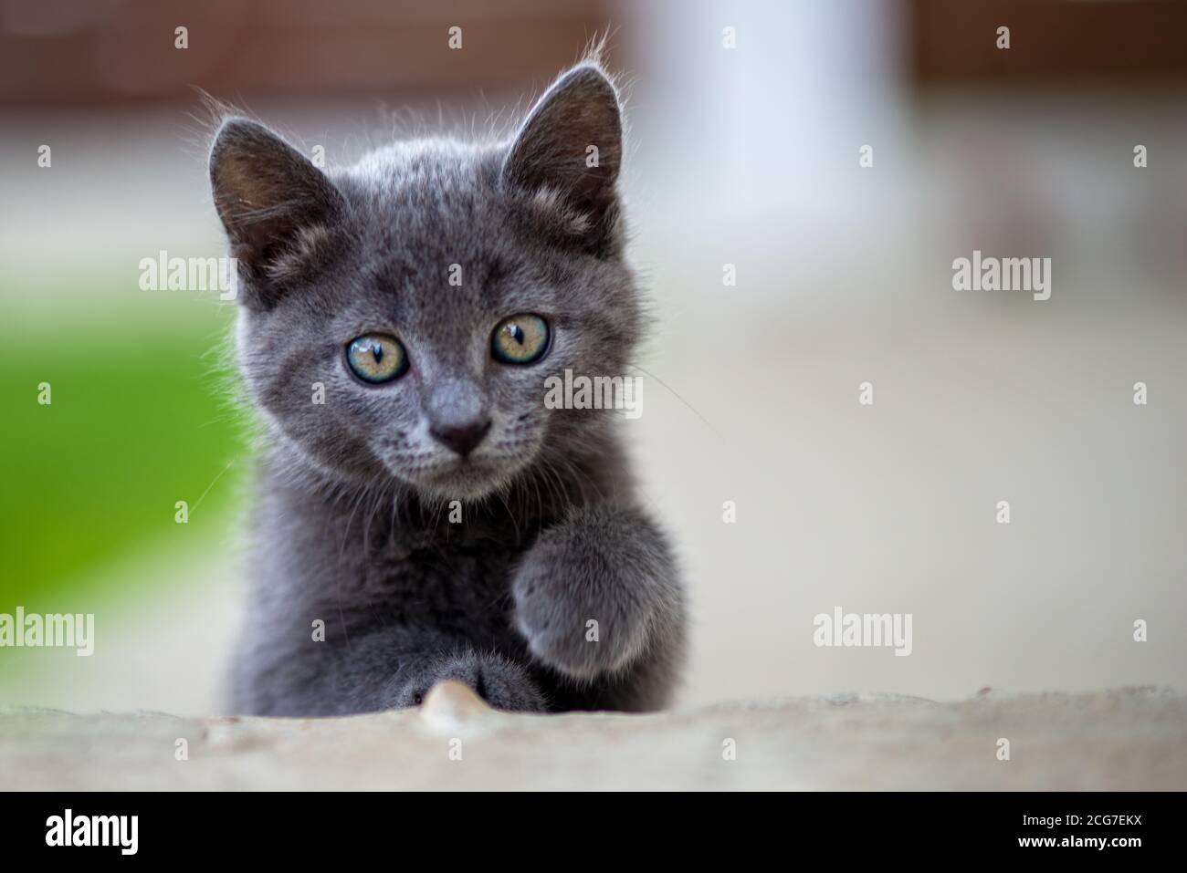 Tabby cat playing blue eyes hi-res stock photography and images - Alamy